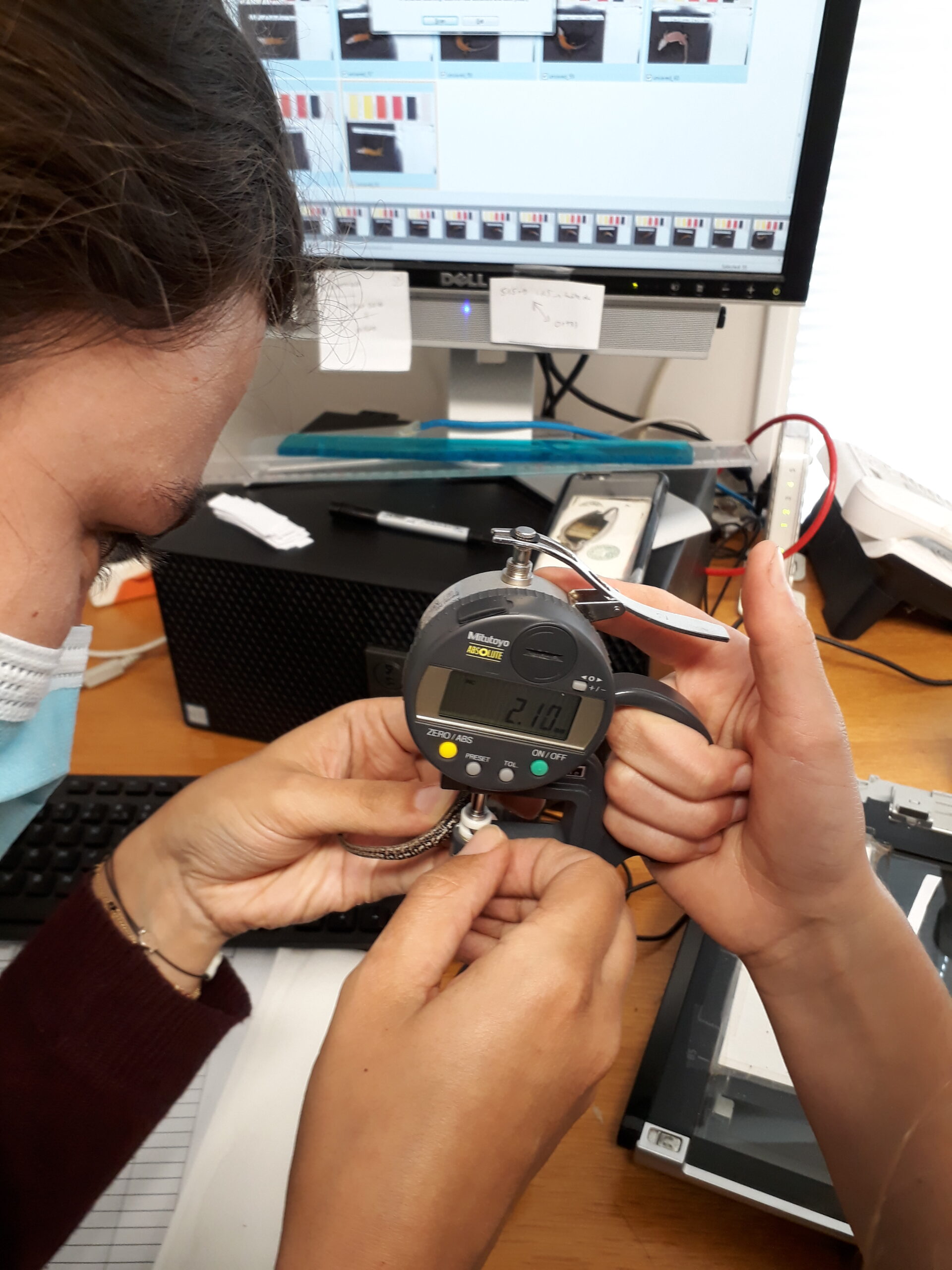 Does food help lizards restore their water balance ? – Welcome to our lab